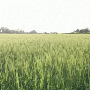 Apocalyptic Classics: John Christopher’s ‘The Death of Grass’ – Fear Planet